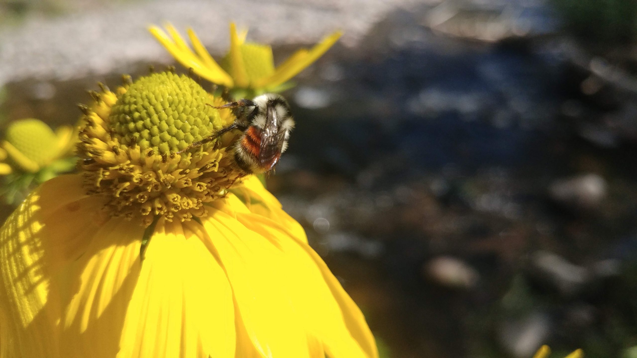 Calendars - PagosaScene.com